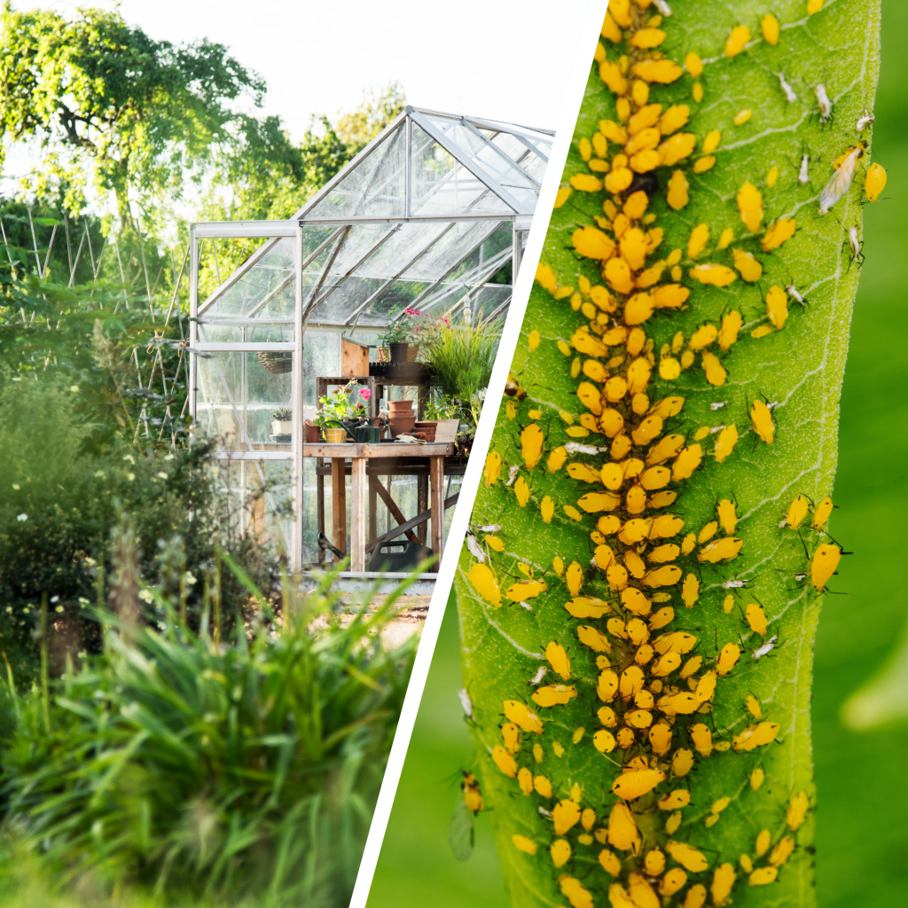 What Are The Most Common Pests In Greenhouses? Top 10 - SimbaGreenhouse