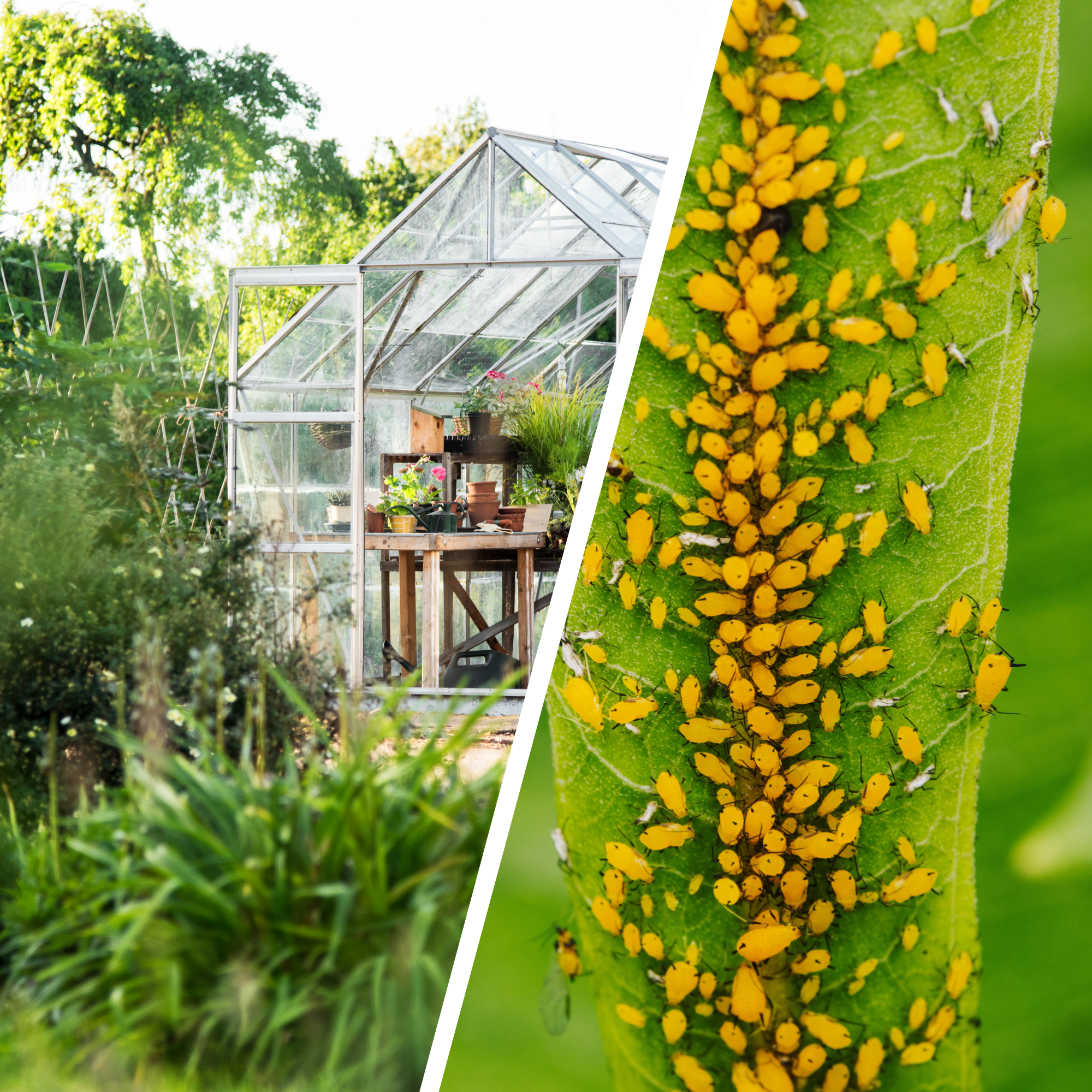 What Are The Most Common Pests In Greenhouses? Top 10 - SimbaGreenhouse